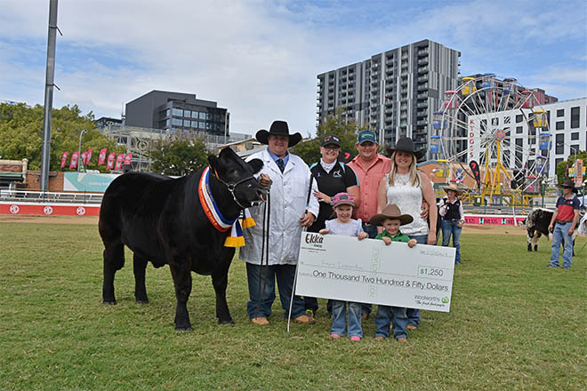 Preparation of Led Steers for Show Season